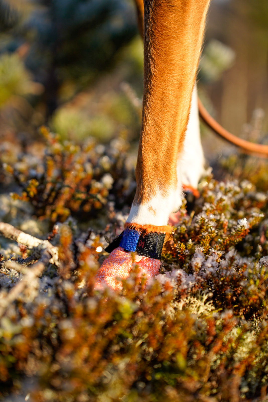 Köp Non-stop Protector light socks 4-pack